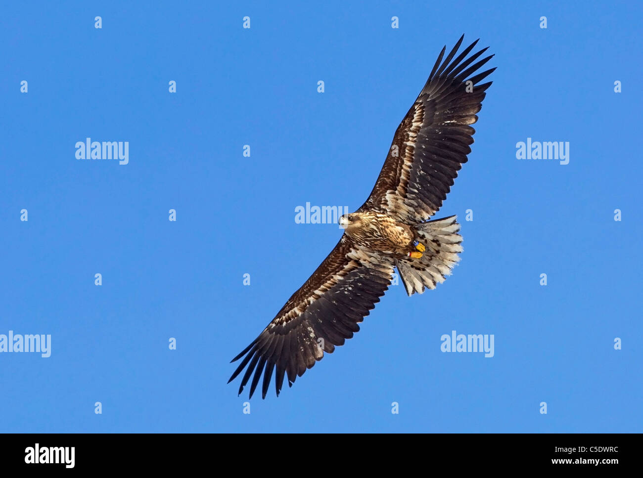 Lonely Eagle High Resolution Stock Photography and Images - Alamy