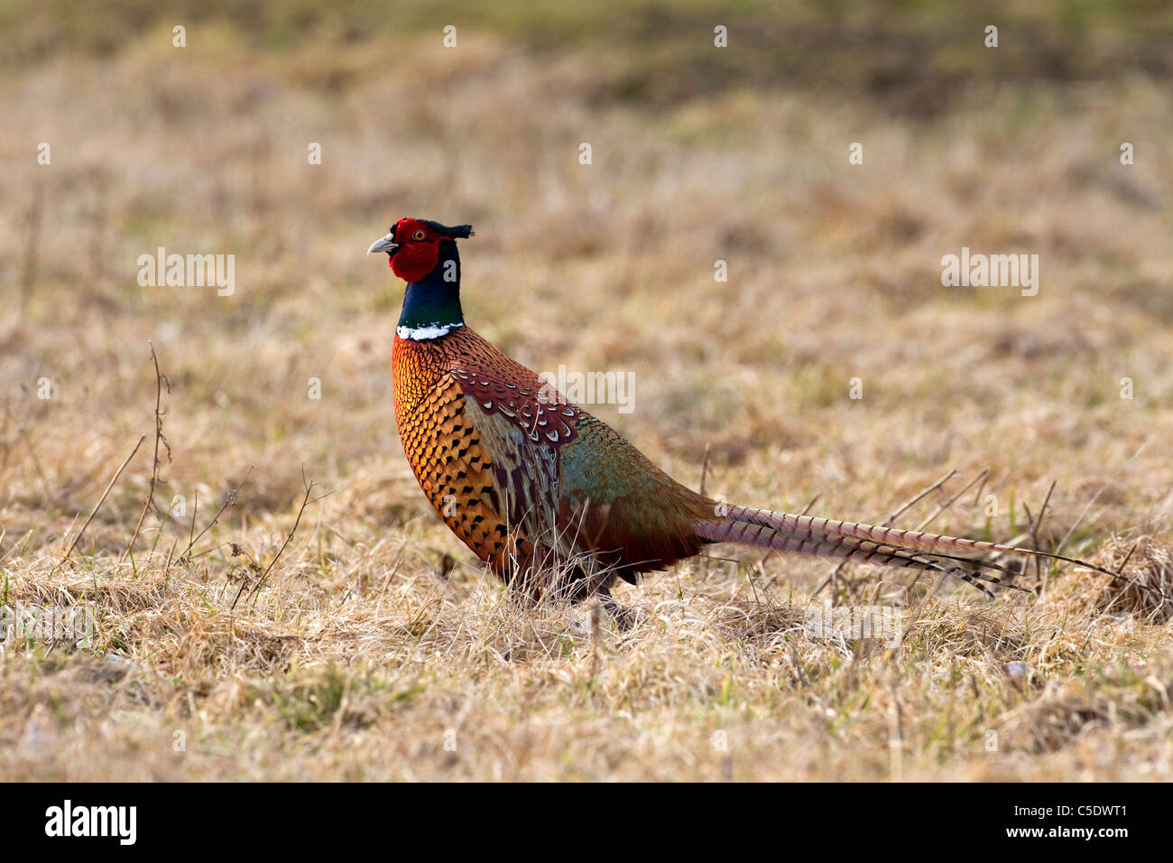 Pheasant close hi-res stock photography and images - Alamy