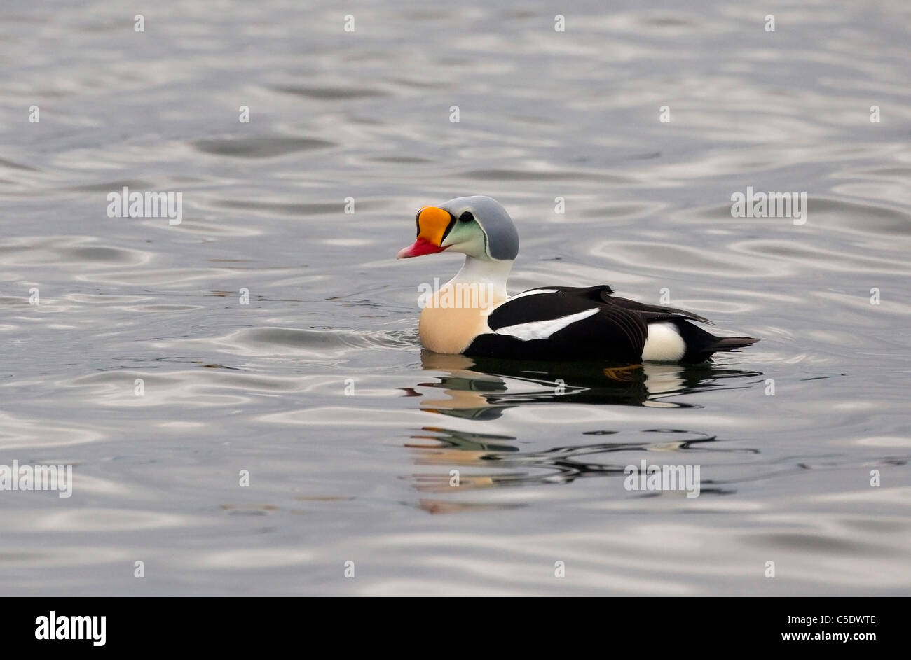 Male eider swimming hi-res stock photography and images - Alamy