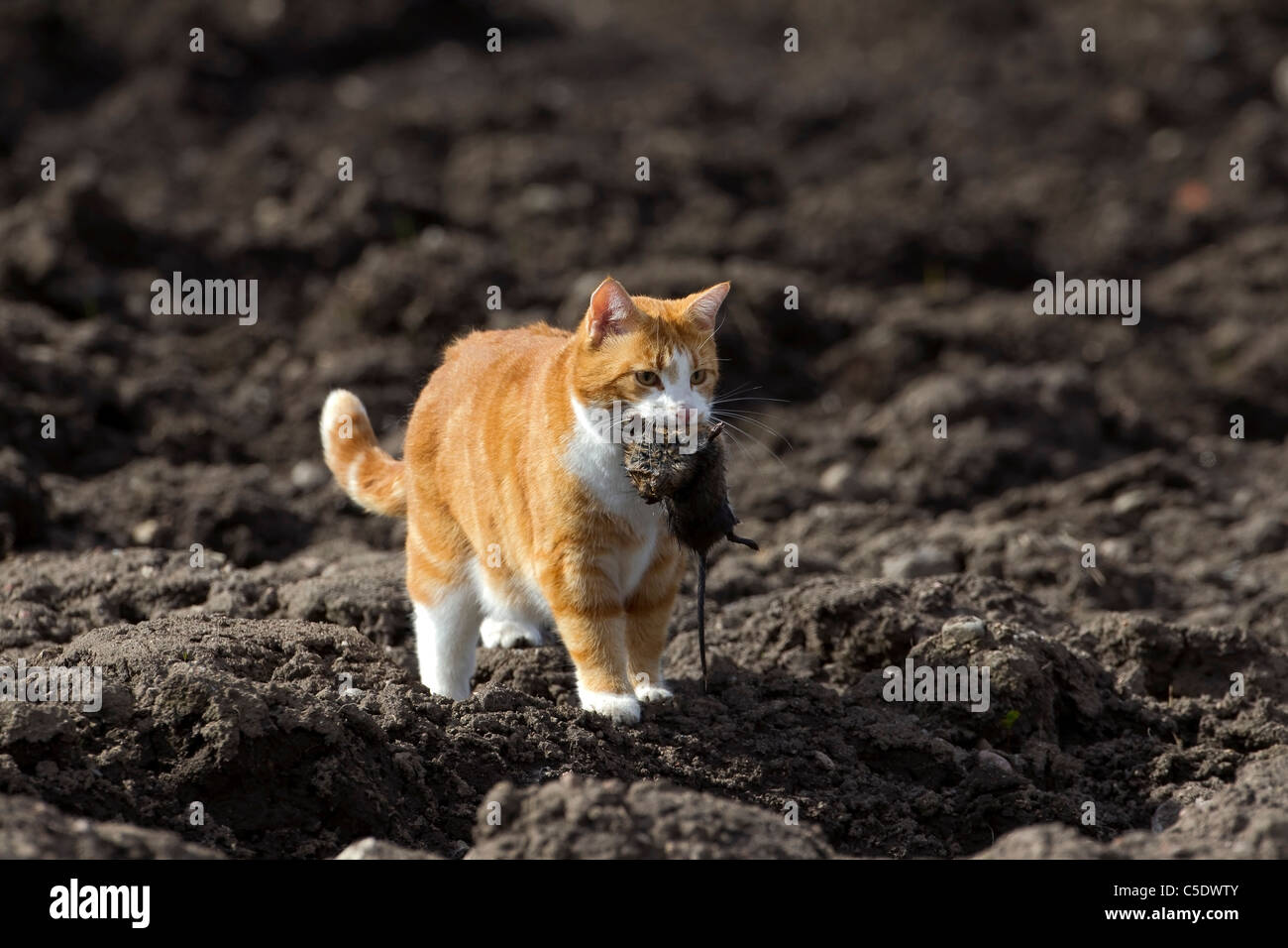 Rat walking mud hi-res stock photography and images - Alamy