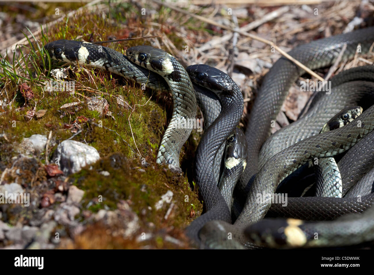 Snakes coiling hi-res stock photography and images - Alamy