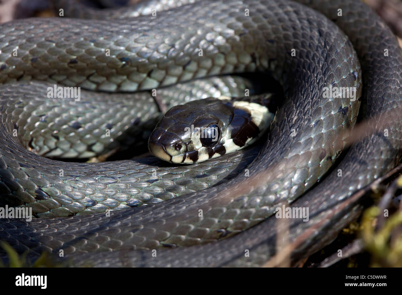 Curled up snake hi-res stock photography and images - Alamy