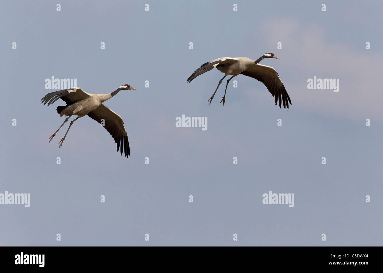 Two cranes hi-res stock photography and images - Alamy