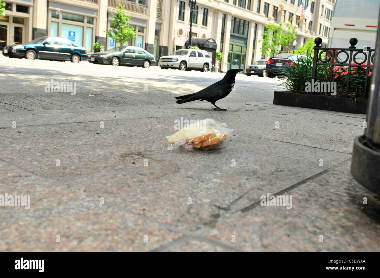 Crow and the sandwich Stock Photo - Alamy