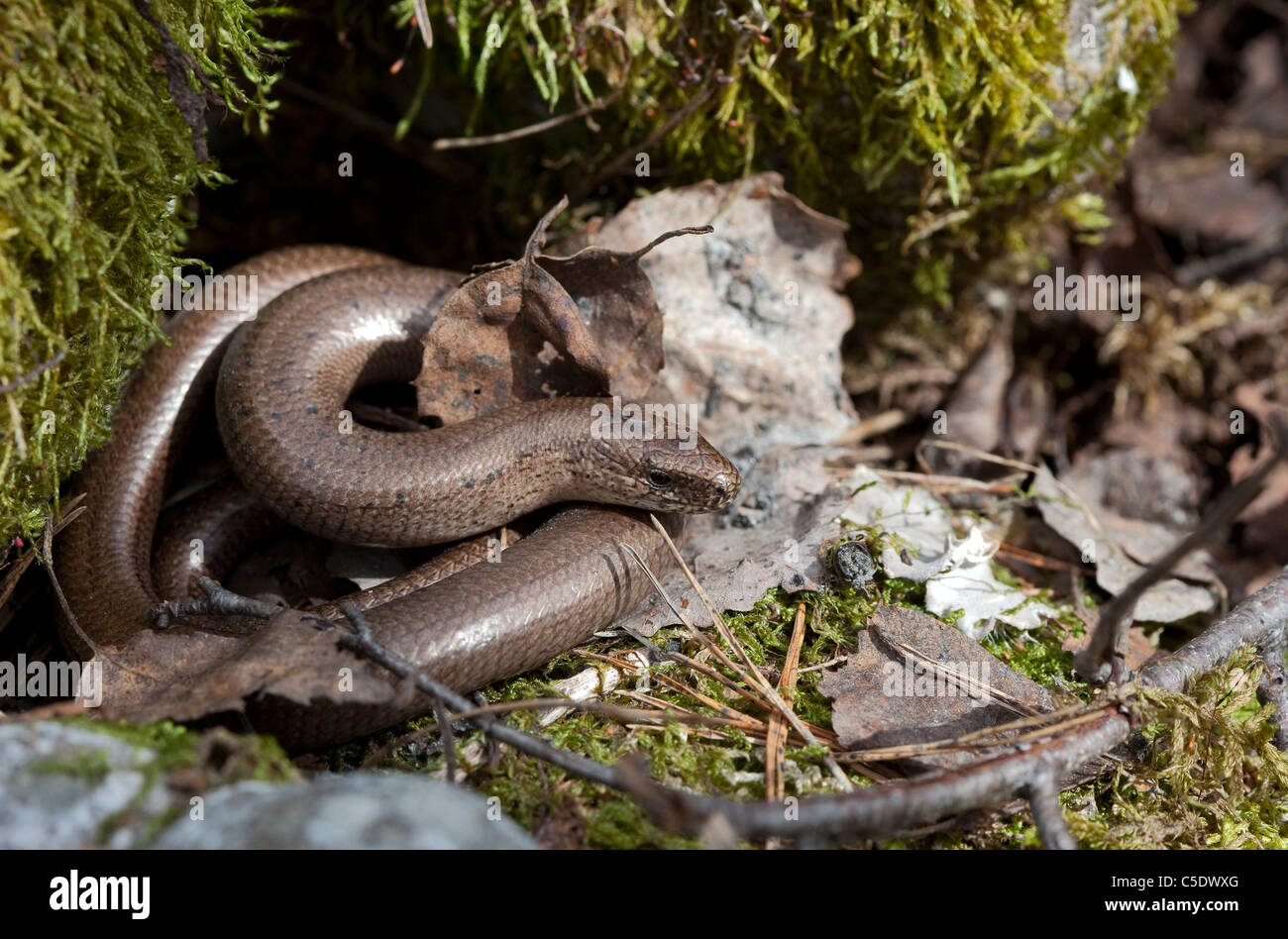 Curled worm hi-res stock photography and images - Alamy