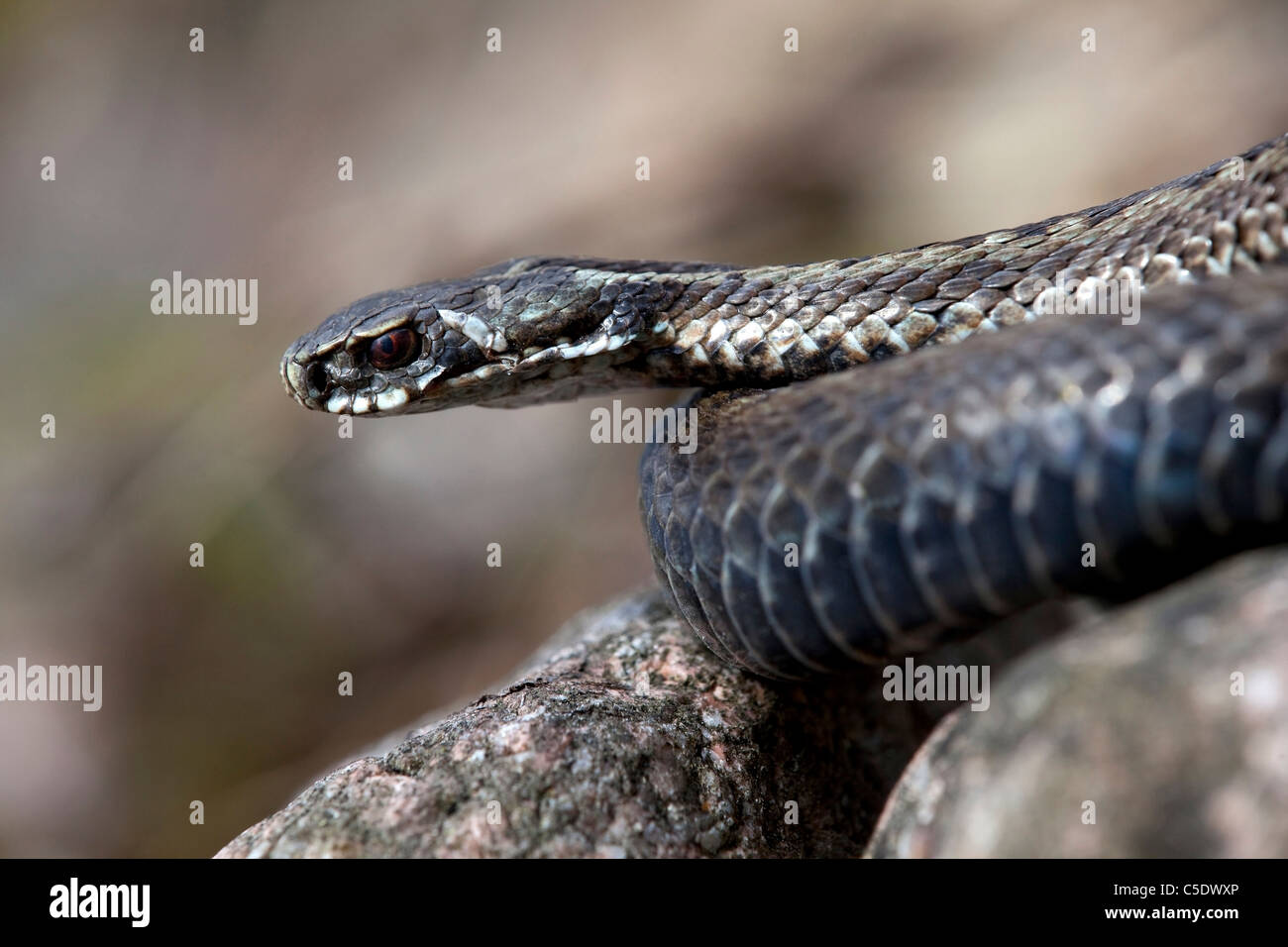 Adder snake hi-res stock photography and images - Alamy