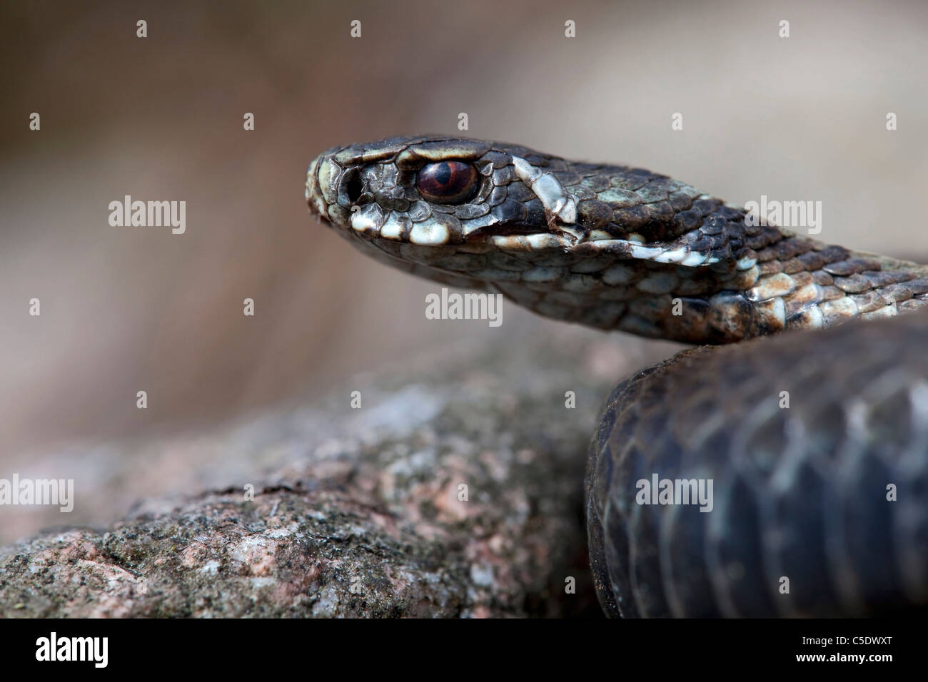 Creeping snake hi-res stock photography and images - Alamy