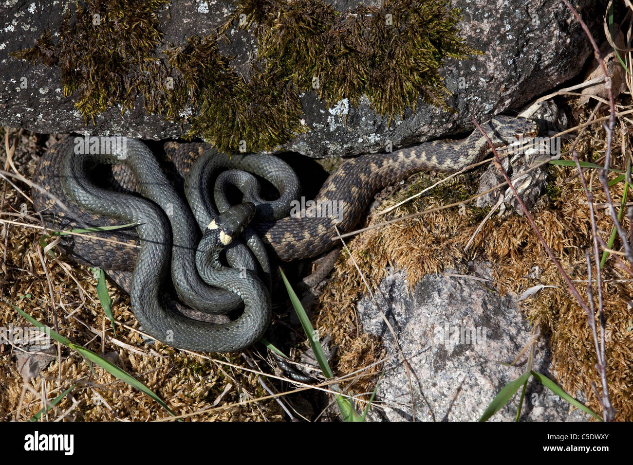 Creeping snakes hi-res stock photography and images - Alamy