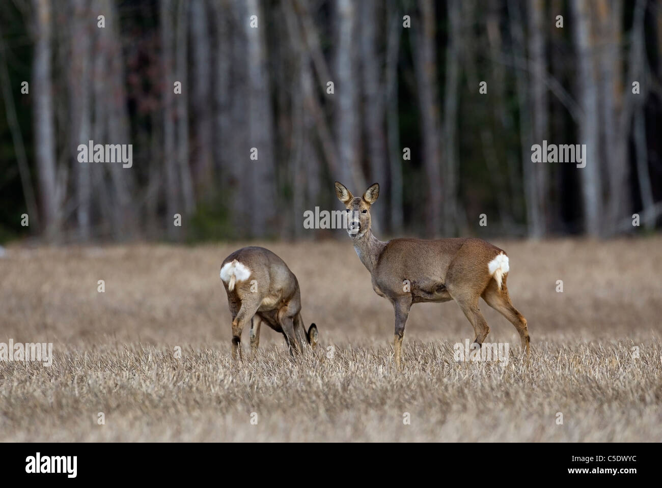 Two Tree Trunks High Resolution Stock Photography and Images - Alamy