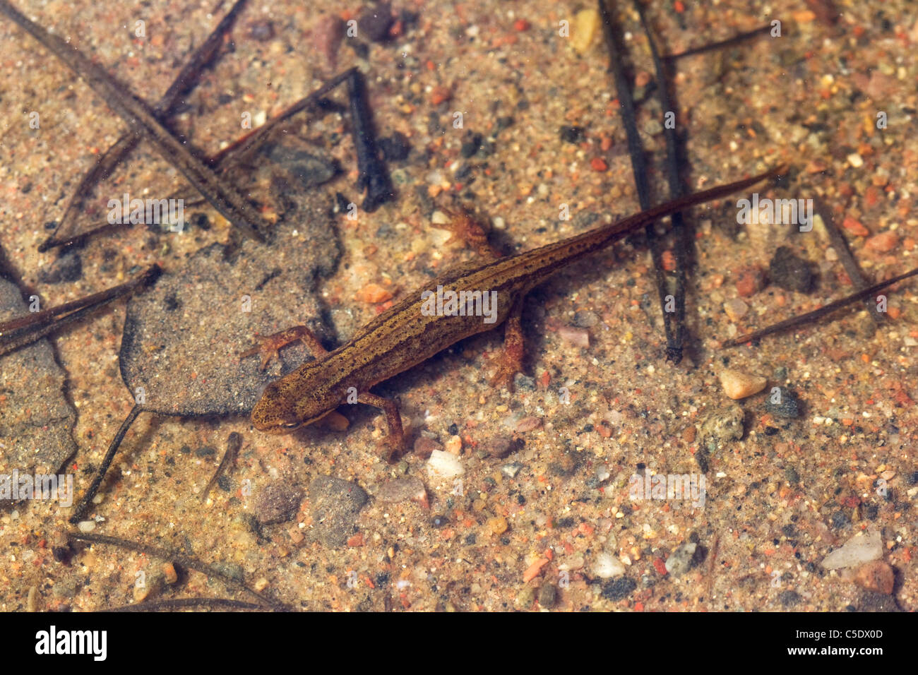Salamander in water hi-res stock photography and images - Alamy