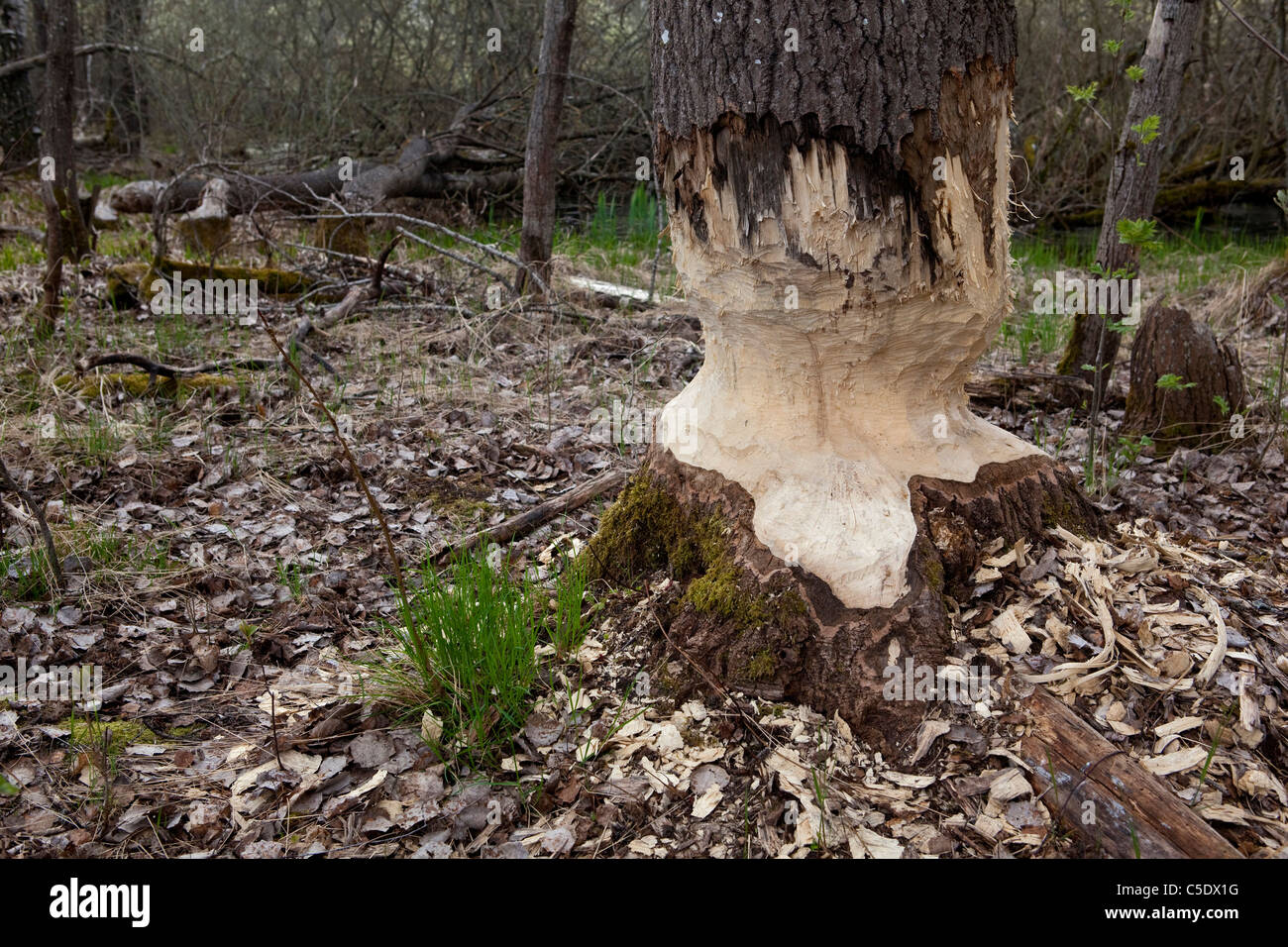 Tree chewed by beaver hi-res stock photography and images - Alamy