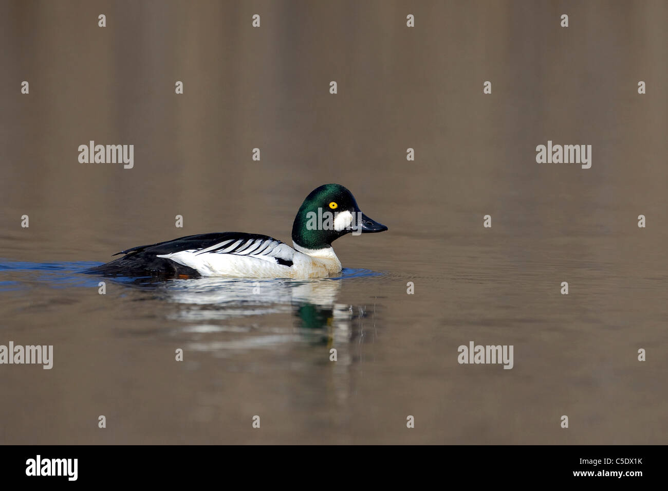 Side view of a duck hi-res stock photography and images - Alamy