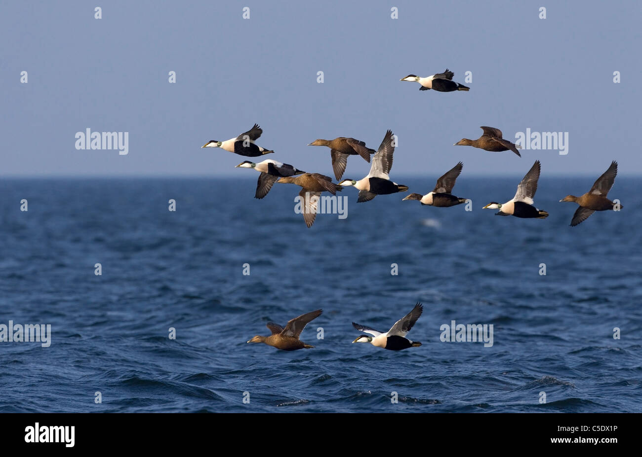 Ducks side by side hi-res stock photography and images - Alamy