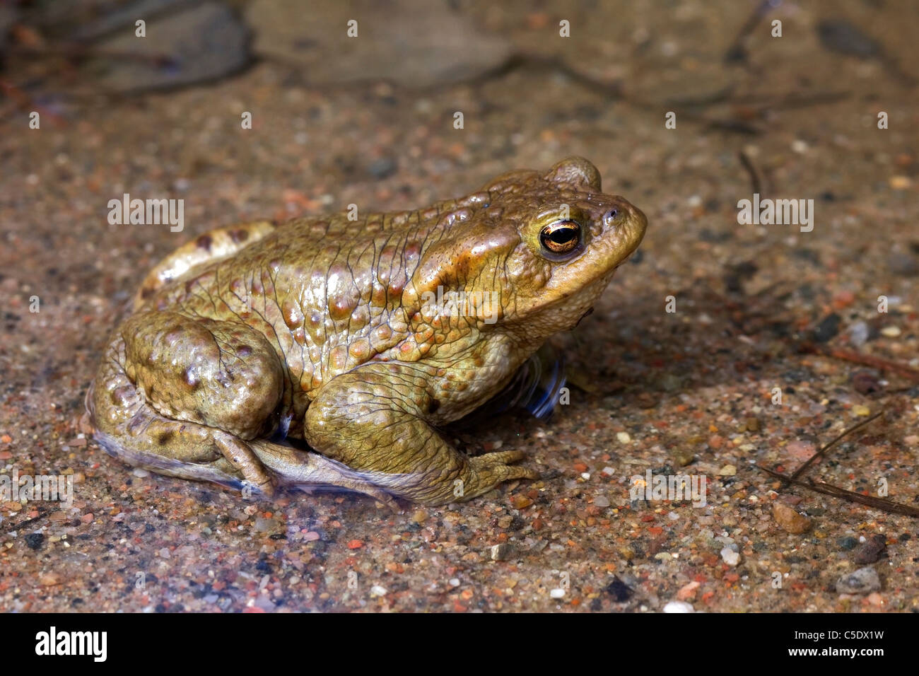 Water toad hi-res stock photography and images - Alamy