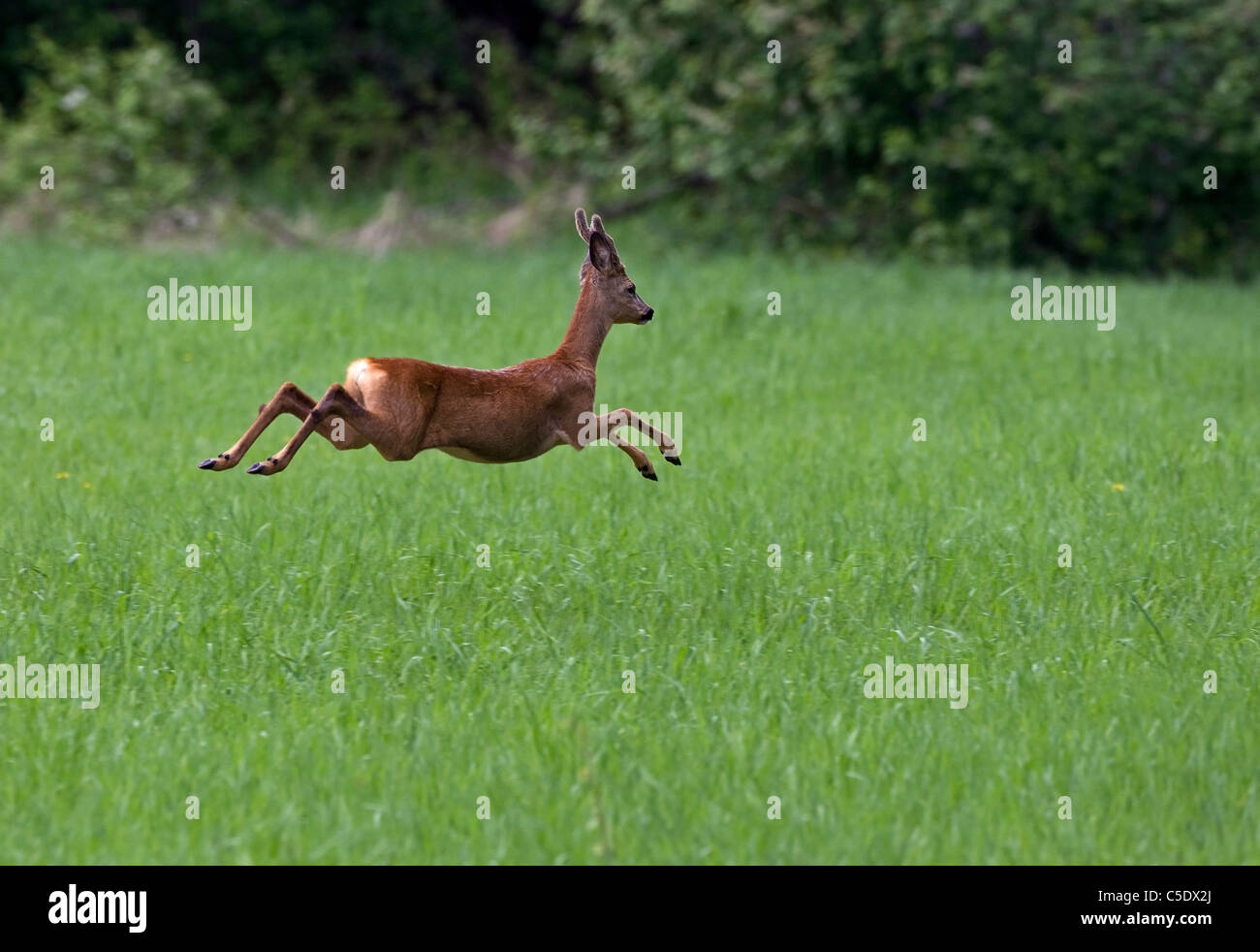 Deer running grass hi-res stock photography and images - Alamy
