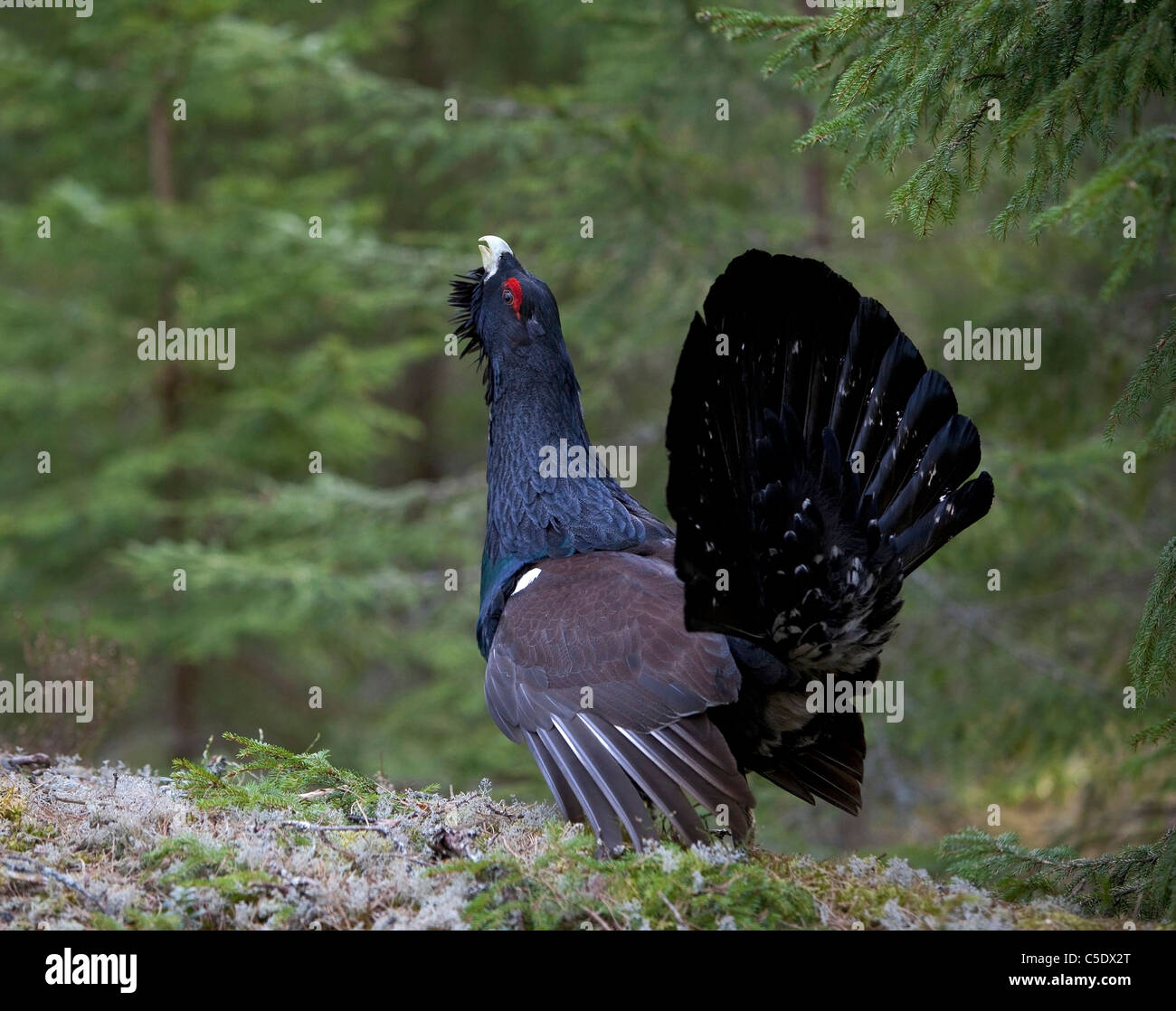 Capercaillie bird hi-res stock photography and images - Alamy