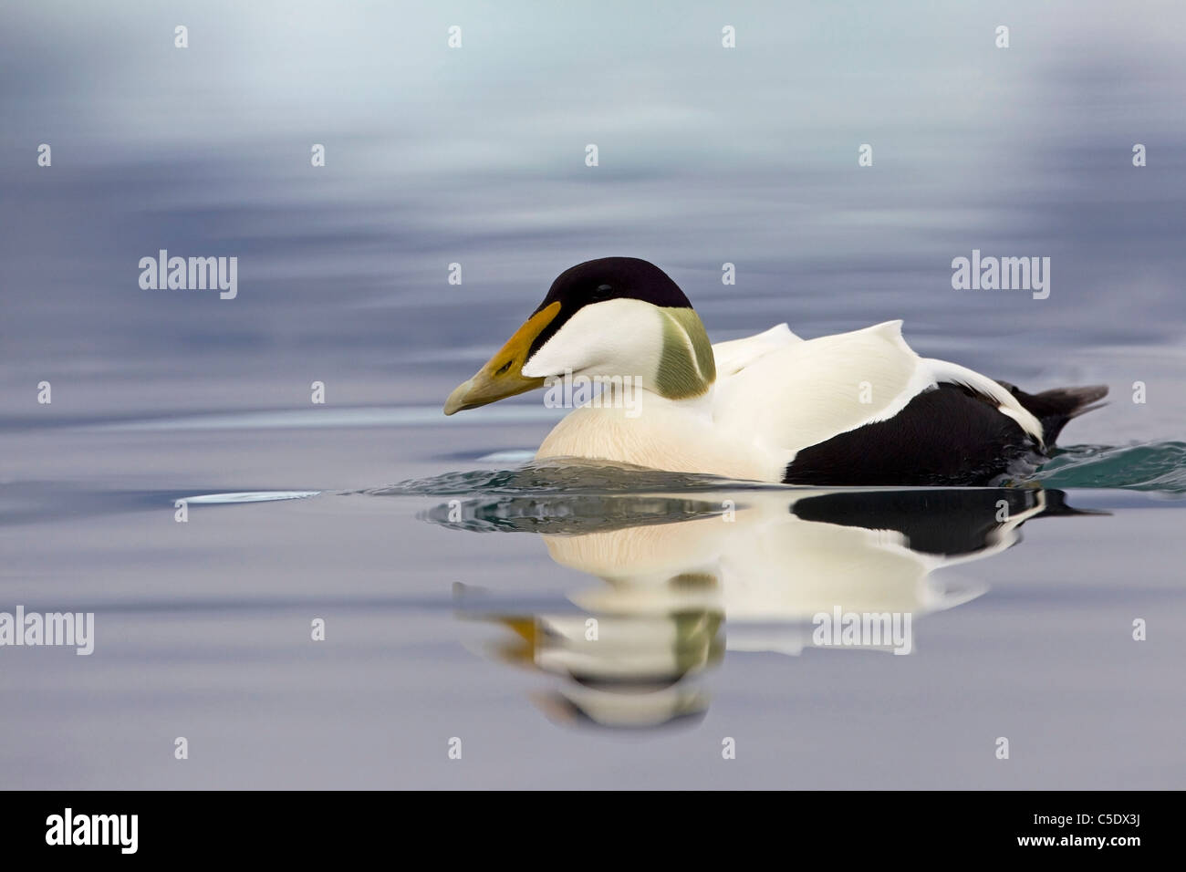 Side looking bird hi-res stock photography and images - Alamy