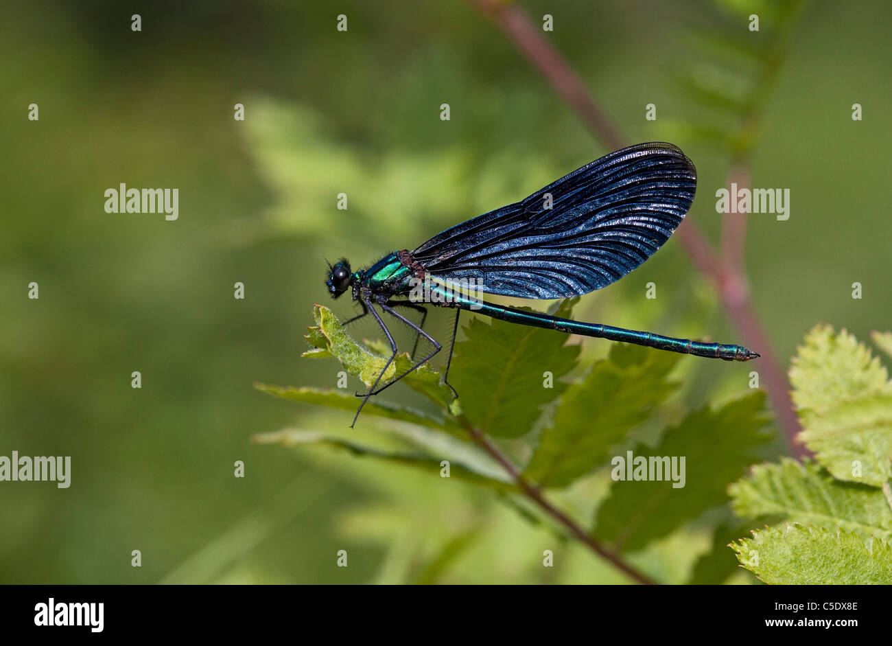 Mayfly wing hi-res stock photography and images - Alamy