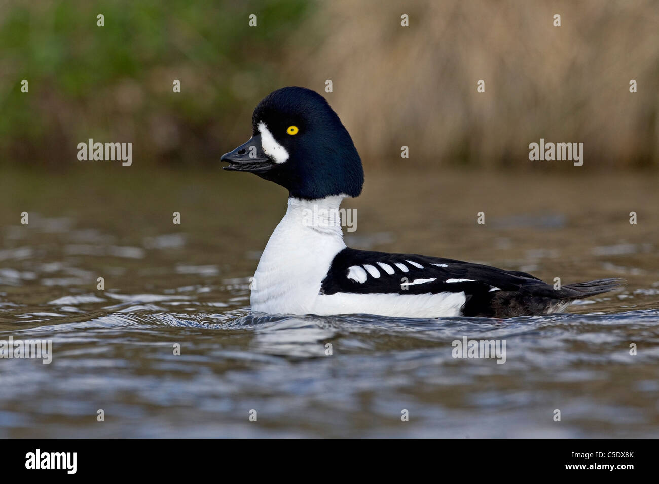 Goldeneye male bird hi-res stock photography and images - Alamy