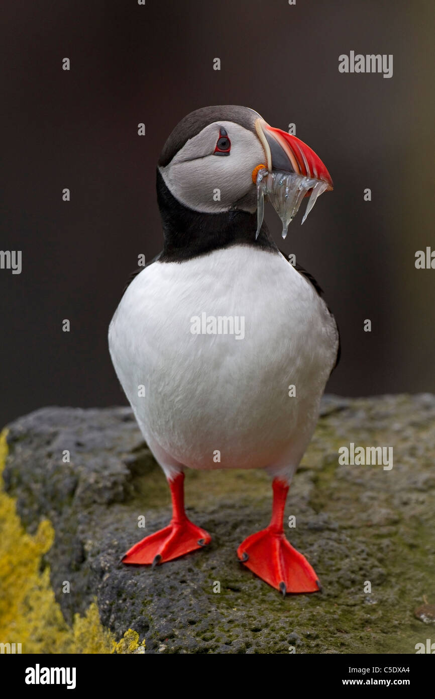 Sad puffin hi-res stock photography and images - Alamy