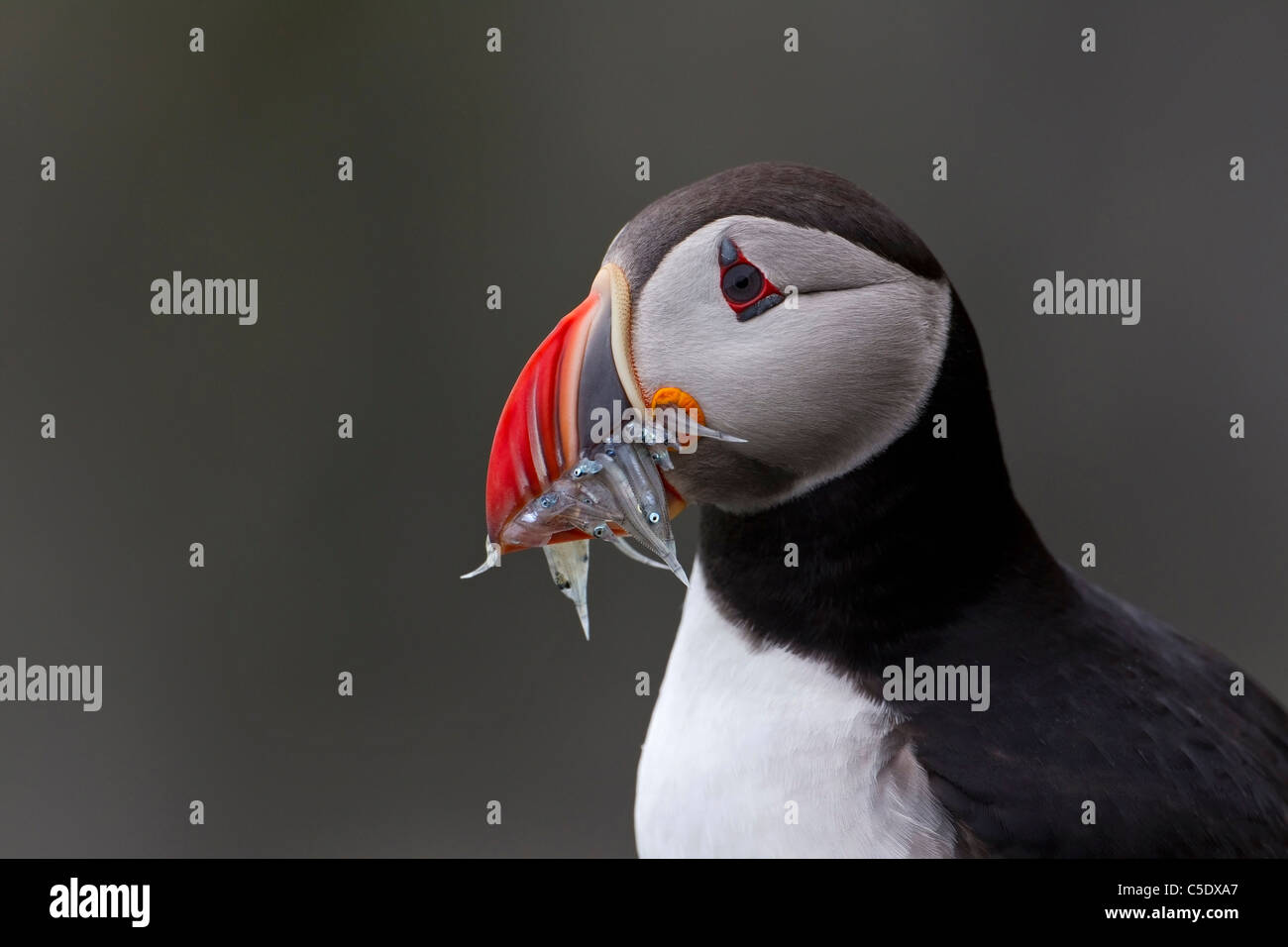 Puffin with fish hi-res stock photography and images - Alamy