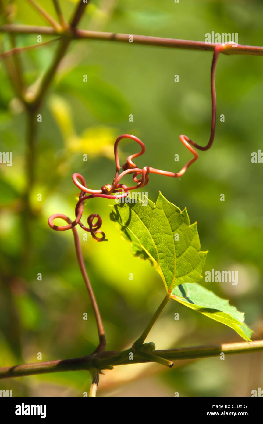 Grape vine connecting two branches Stock Photo - Alamy