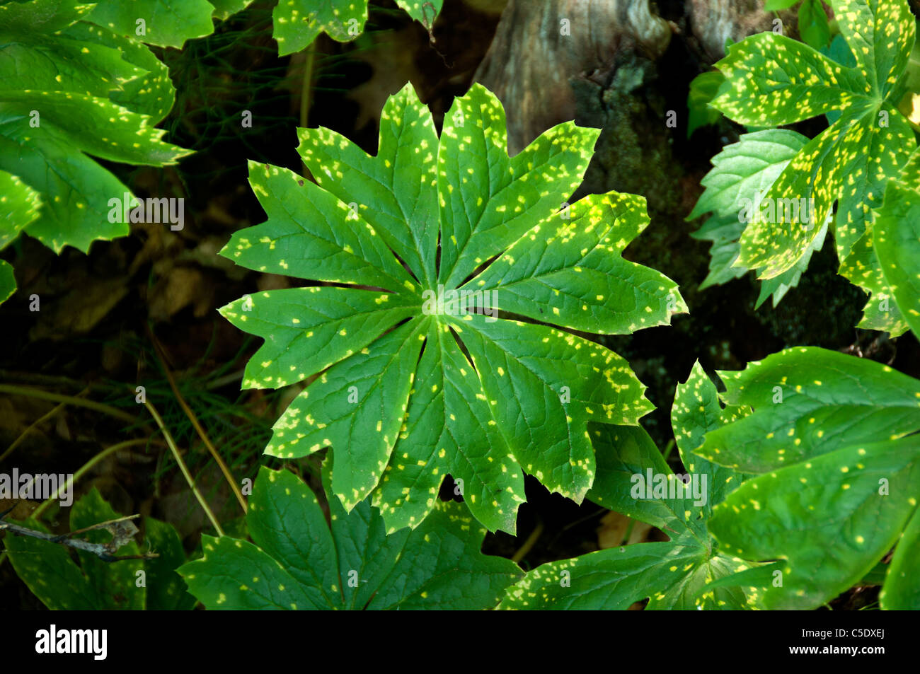 Large circular leafed fern Stock Photo - Alamy