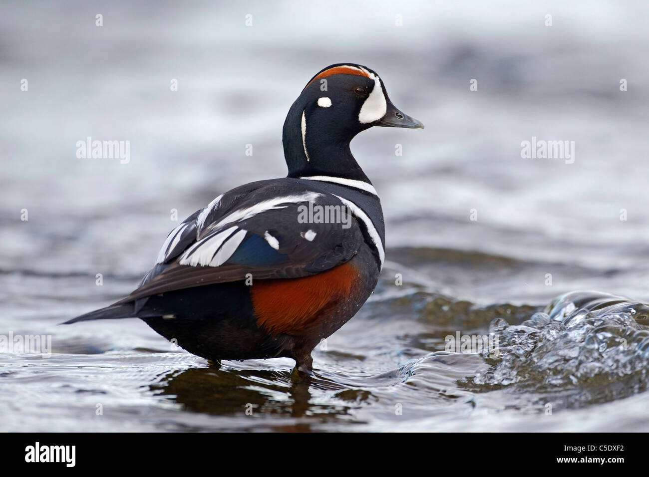 Duck looking at water hi-res stock photography and images - Alamy