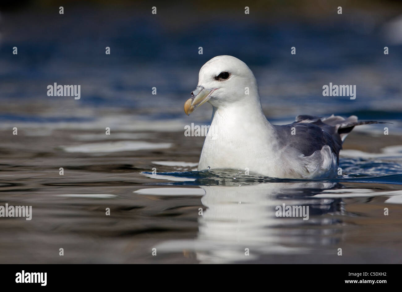 Coastal bird up close hi-res stock photography and images - Alamy
