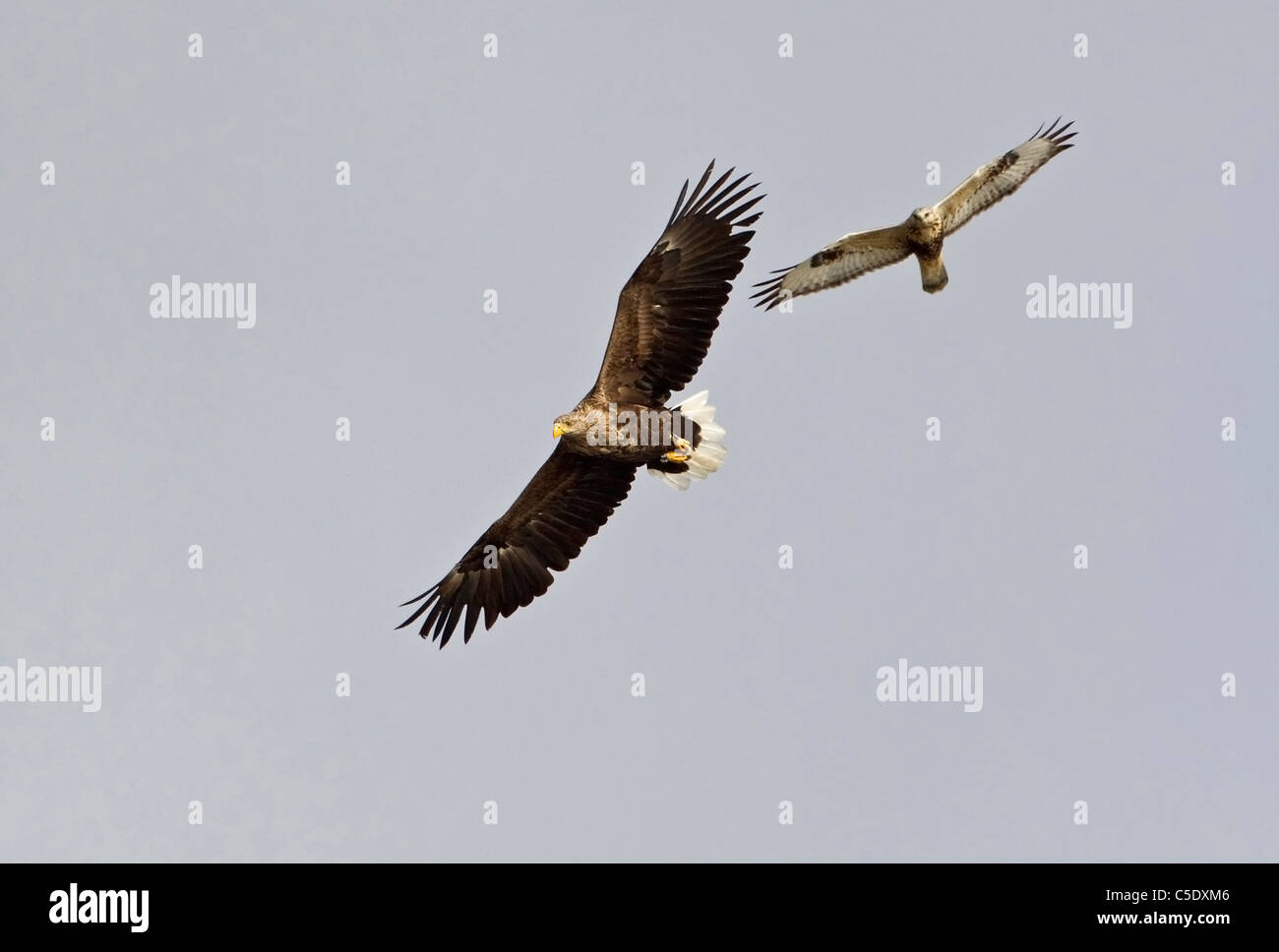 Bird angle view hi-res stock photography and images - Alamy