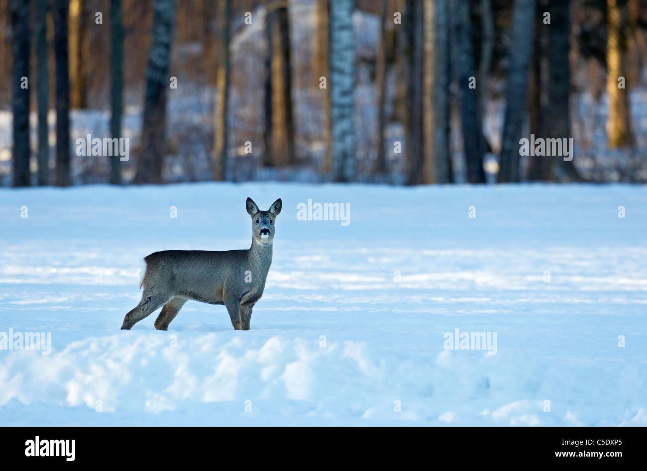 Portrait Season Coldness High Resolution Stock Photography and Images ...