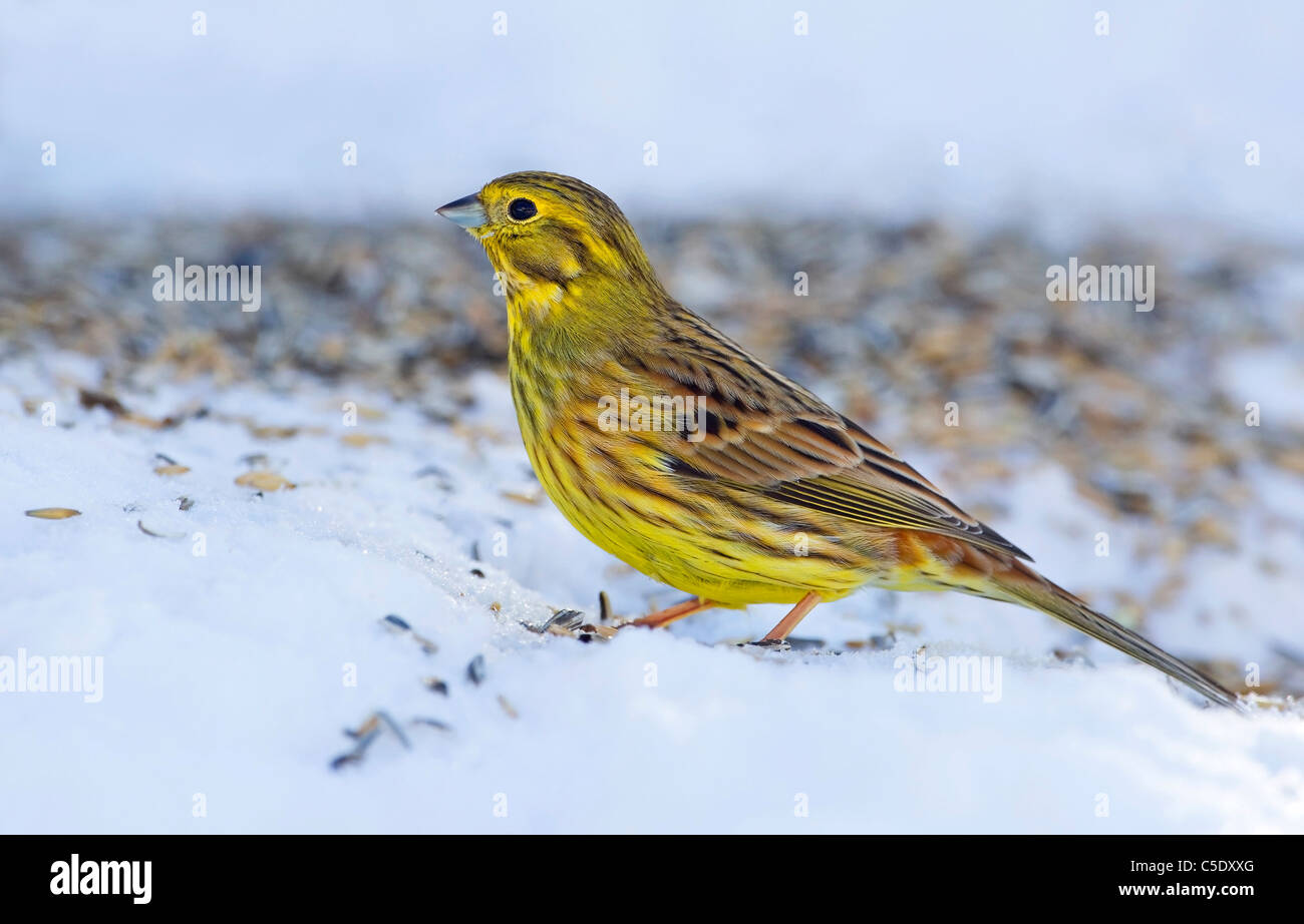 Yellowhammer Bird High Resolution Stock Photography and Images - Alamy