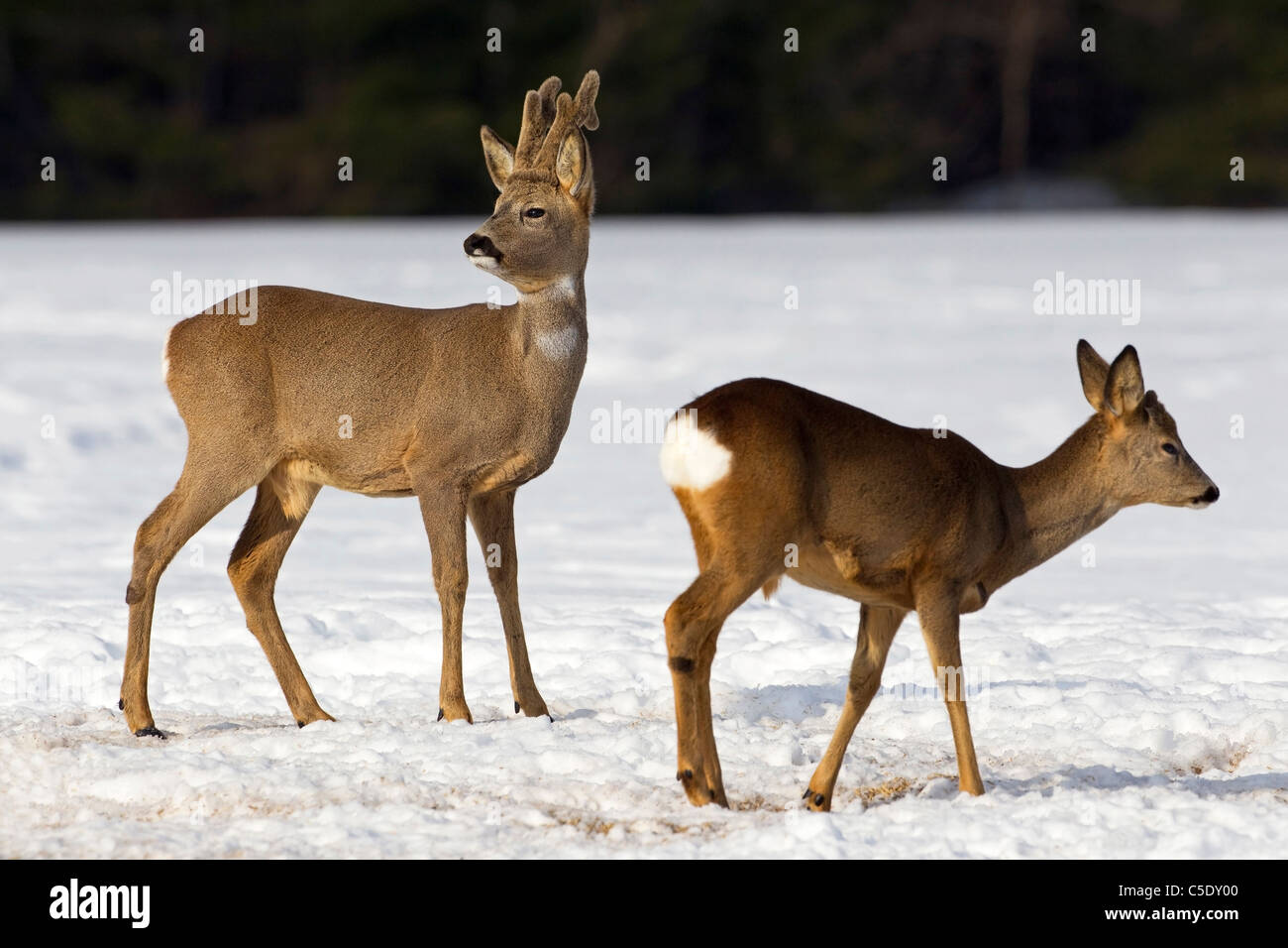 Deer side profile hi-res stock photography and images - Alamy