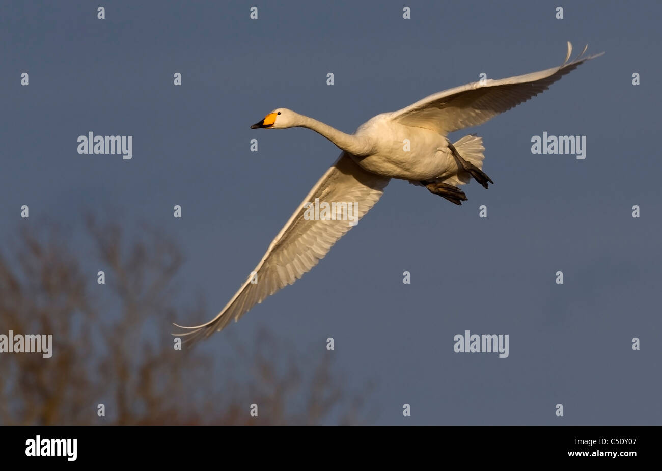 Beautiful Swan Flying