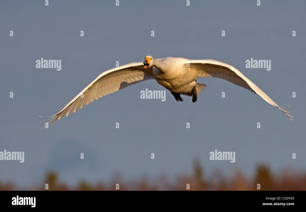 Focused Swan High Resolution Stock Photography and Images - Alamy