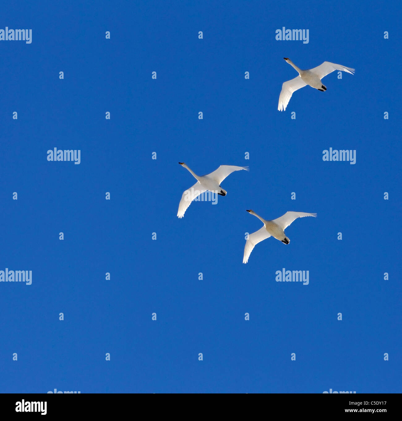 Sunlight swans hi-res stock photography and images - Alamy