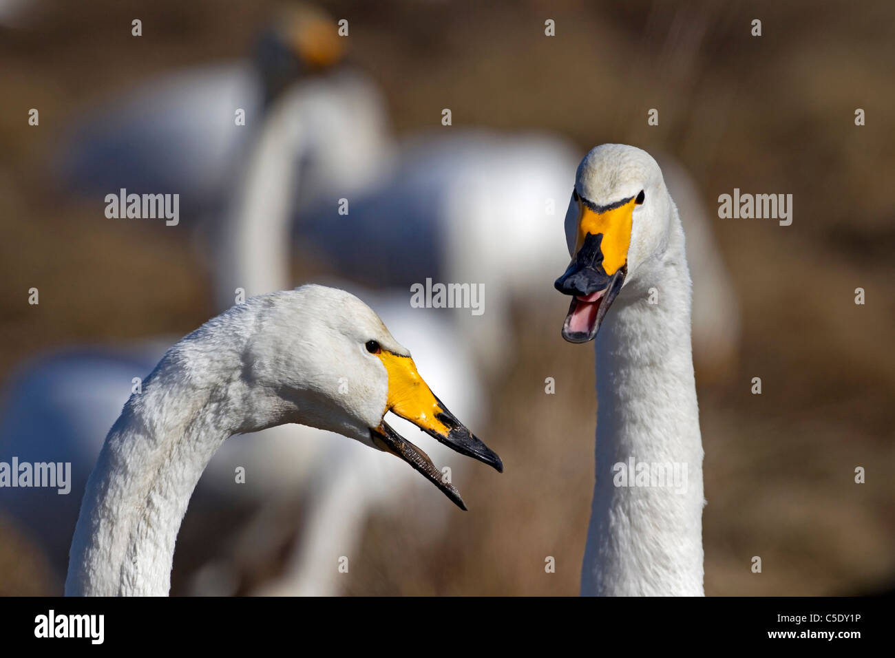 Voice swans hi-res stock photography and images - Alamy