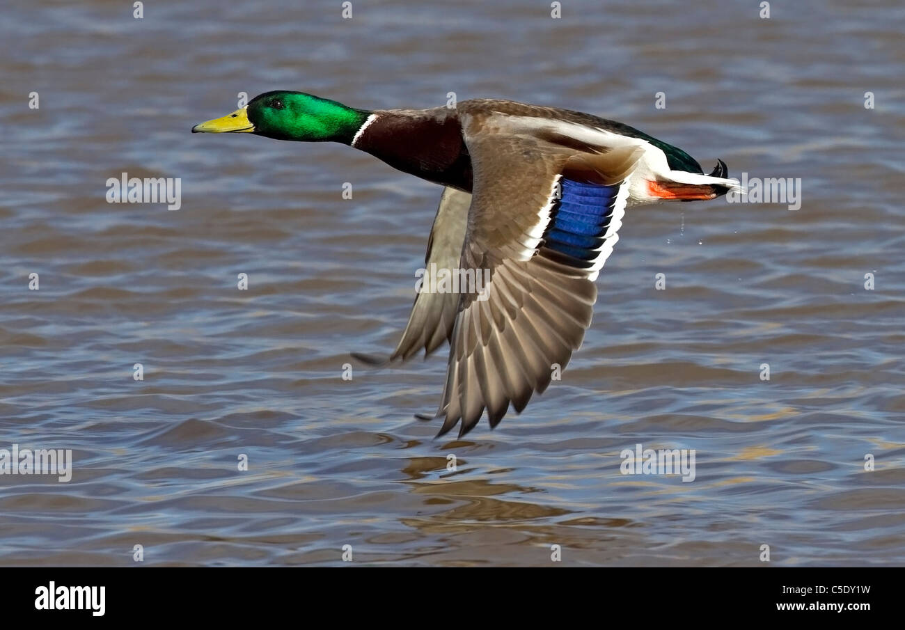 Mallard Duck Flying High Resolution Stock Photography and Images - Alamy