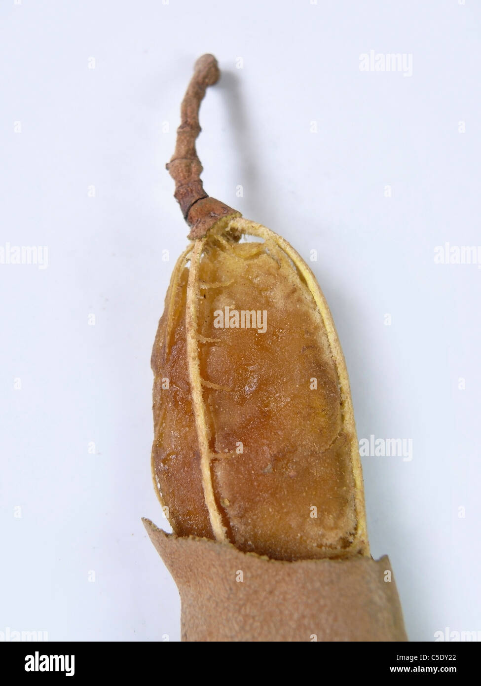 Tamarind, Tamarindus Indica Stock Photo - Alamy