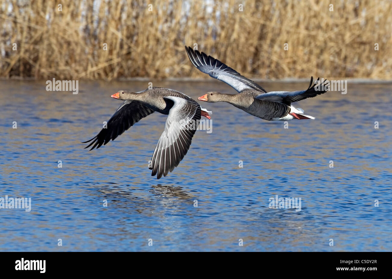 Two geese outside hi-res stock photography and images - Alamy
