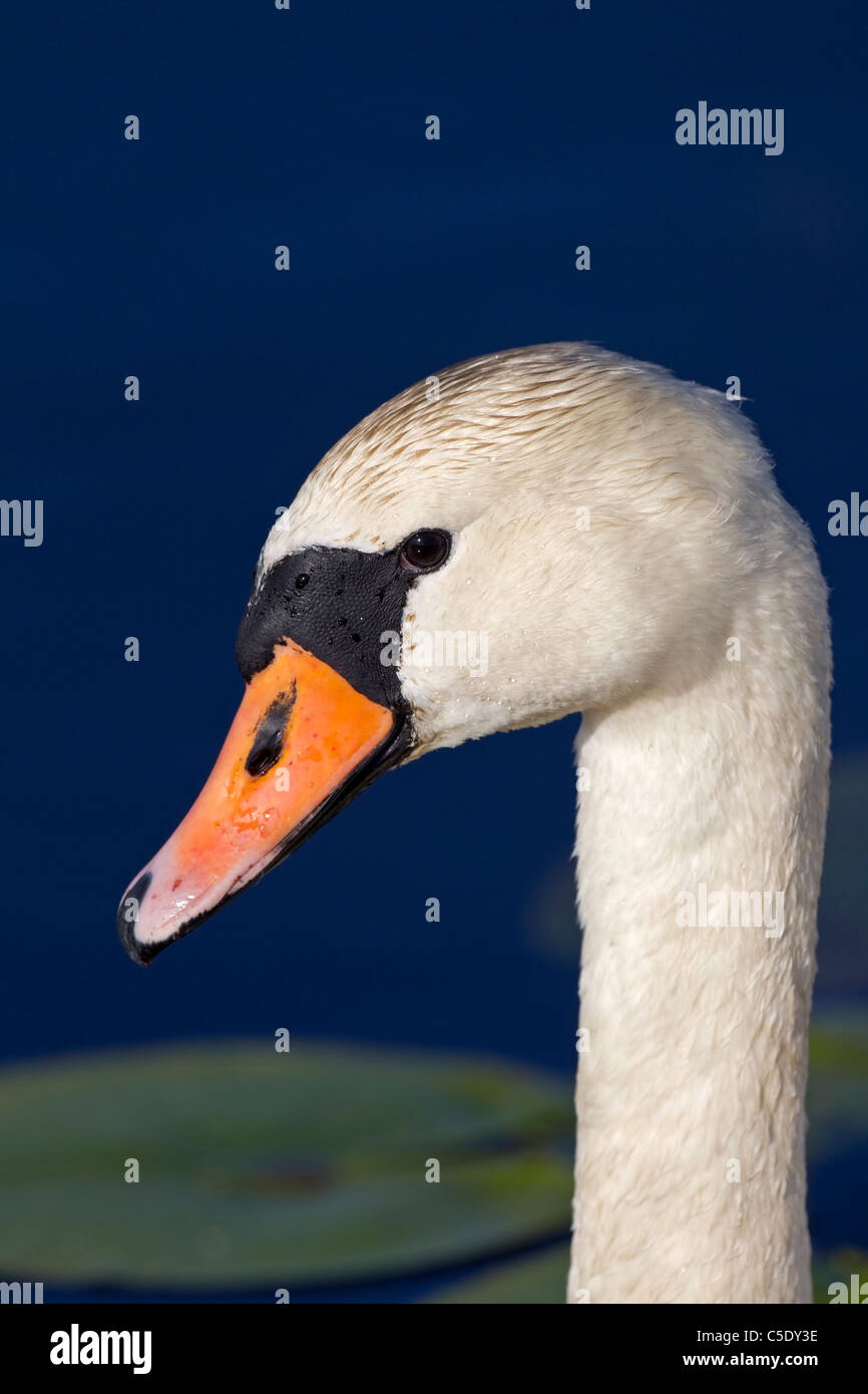 Headshot of a swan hi-res stock photography and images - Alamy