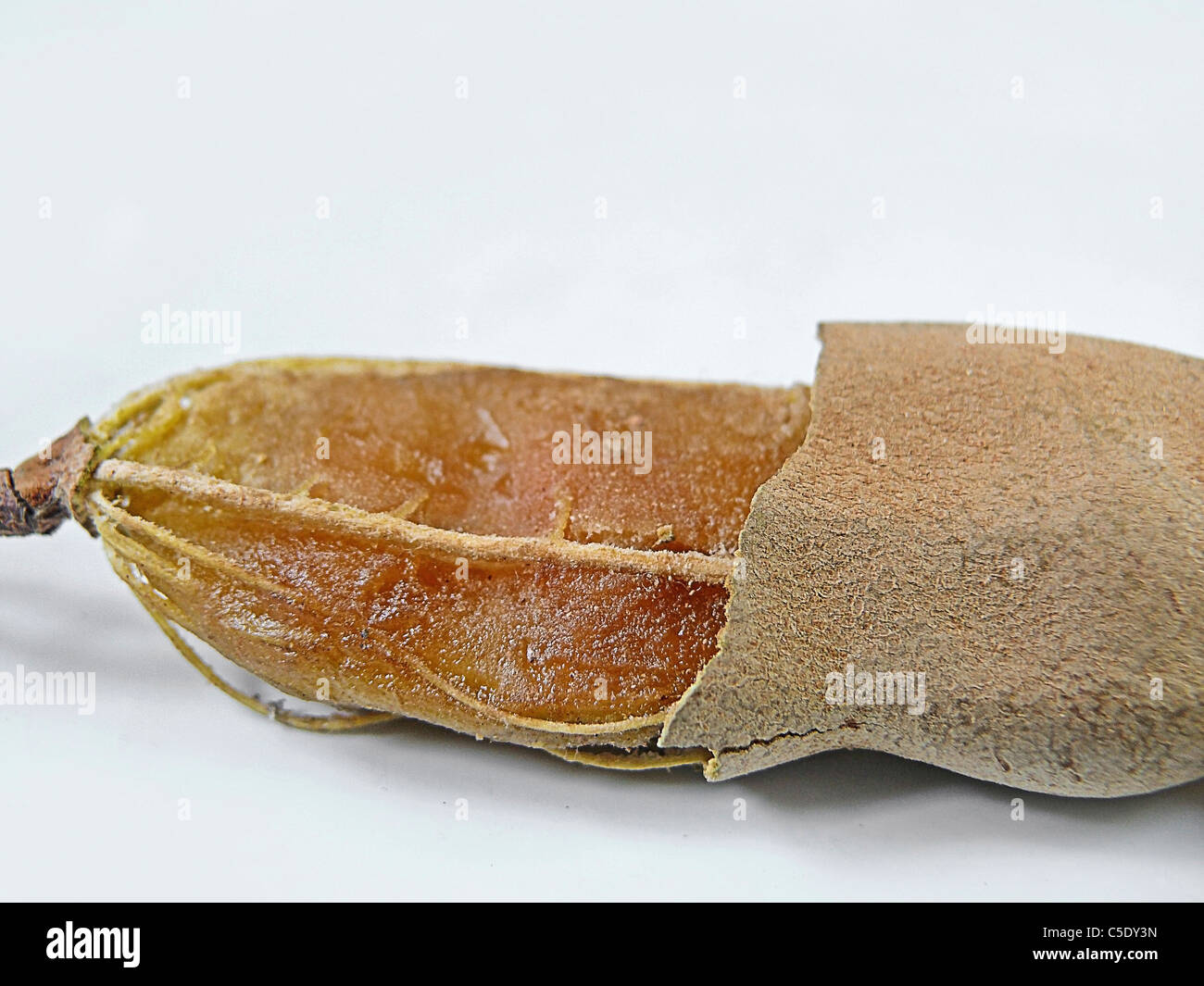 Tamarind, Tamarindus Indica Stock Photo - Alamy