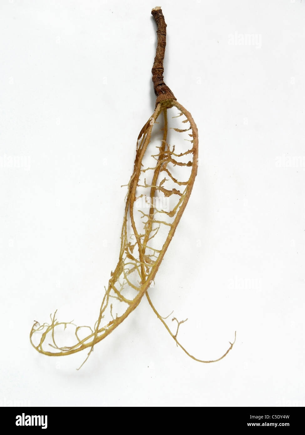Tamarind, Tamarindus Indica Stock Photo - Alamy