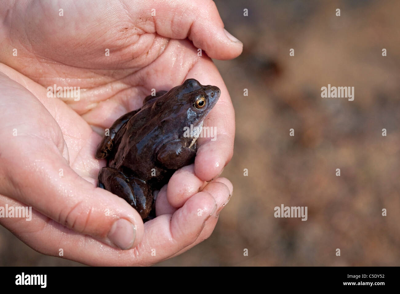 Frog hands hi-res stock photography and images - Alamy