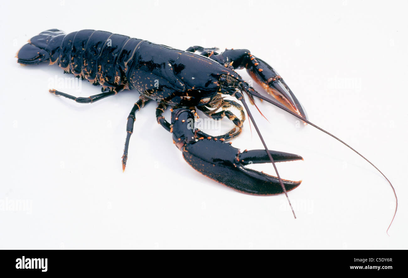 Lobster alive hi-res stock photography and images - Alamy