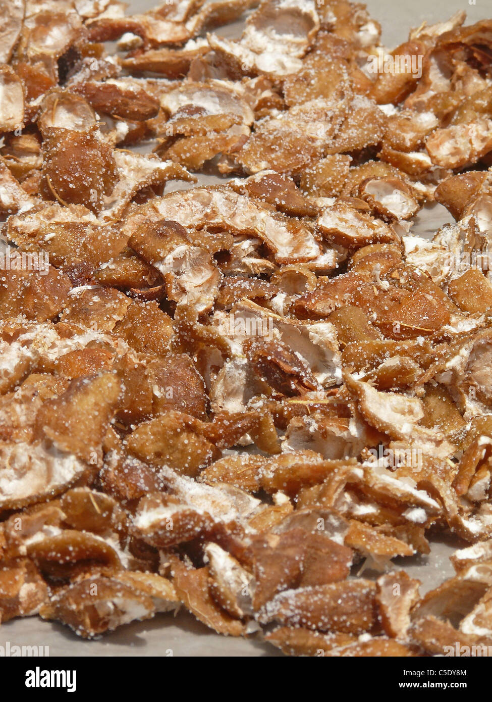 Tamarind, Tamarindus Indica Stock Photo - Alamy