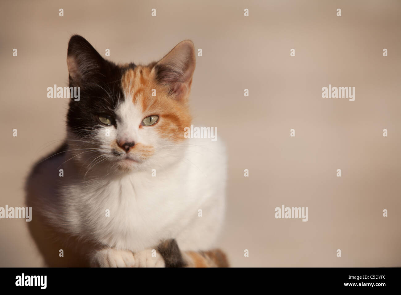 A calico cat off centered looking at the camera Stock Photo - Alamy