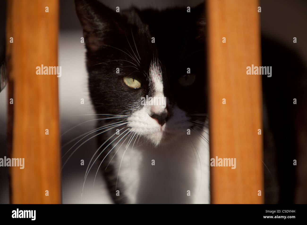 One eyed cat Stock Photo - Alamy