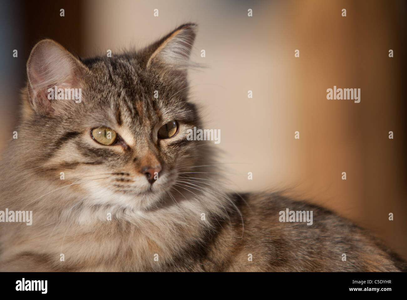 Staring cat hi-res stock photography and images - Alamy