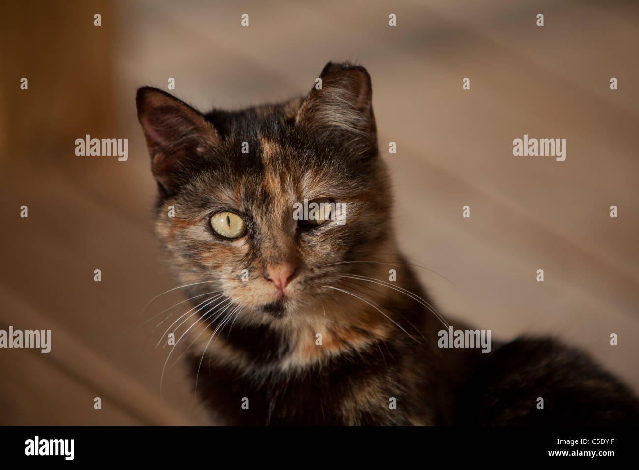 A cat with a shadow on its face Stock Photo - Alamy